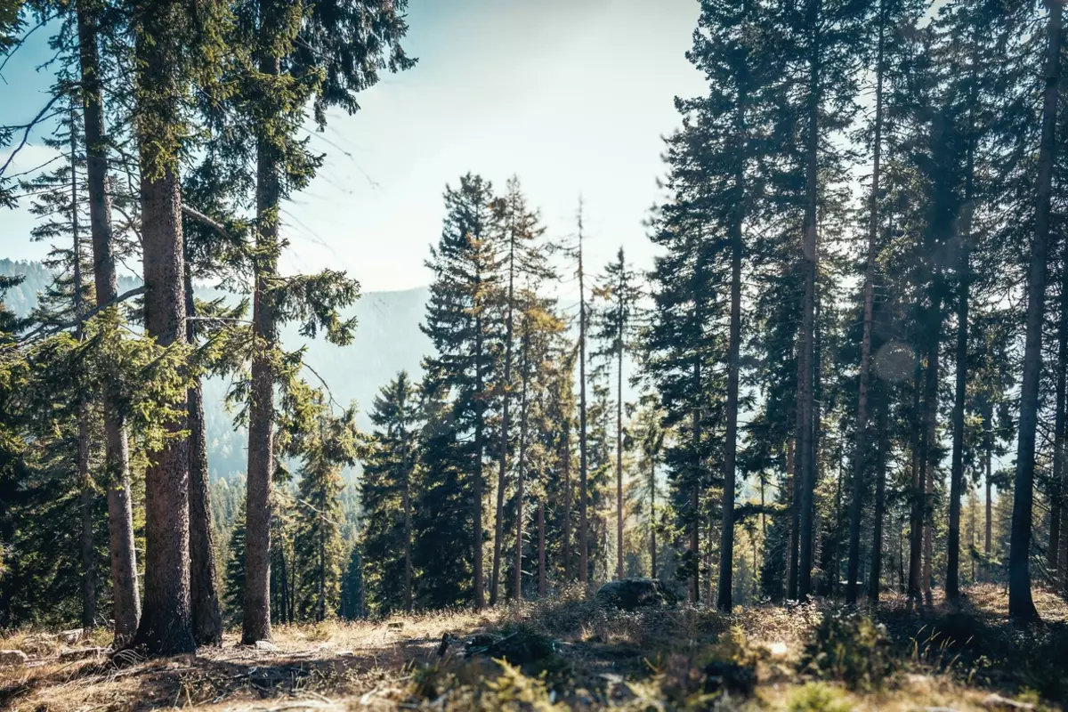 Sommer im Wald: MDR startet Schwerpunktwochen „Wald, Leben, Zukunft ...