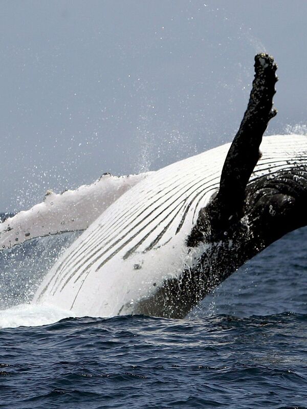 Wale zu retten kann gefährlich sein - und in Australien auch teuer.