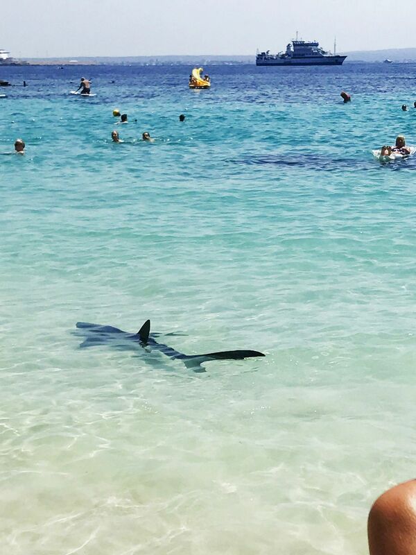 Ob Käfigtauchen mit Weißen Haien in Südafrika oder Kuscheln mit ...