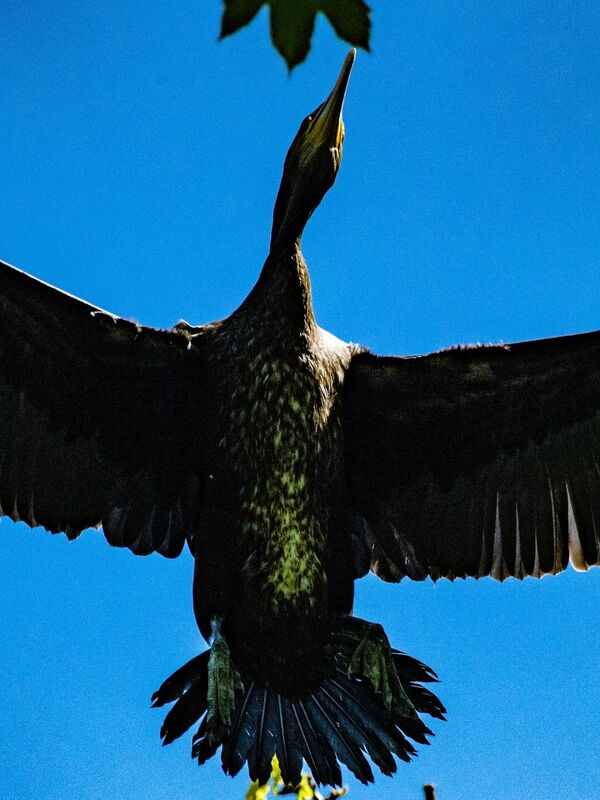 Die Zahl der Kormorane hat wieder zugenommen, der Bestand der Dorsche ...