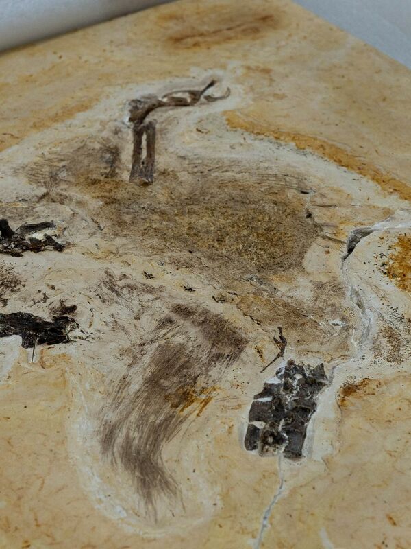 Ubirajara jubatus: Das Fossil eines nur etwa ein Meter großen ...