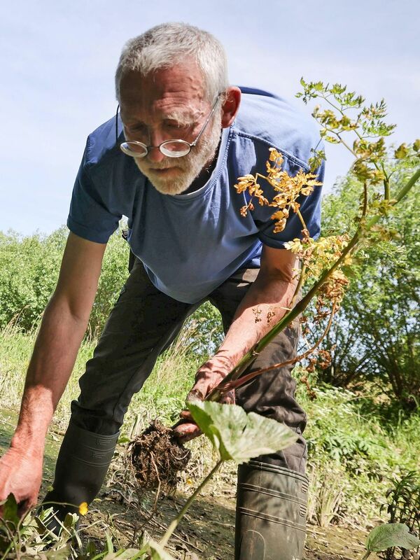 Der Schierlings-Wasserfenchel wächst nur im deutschen Norden entlang ...