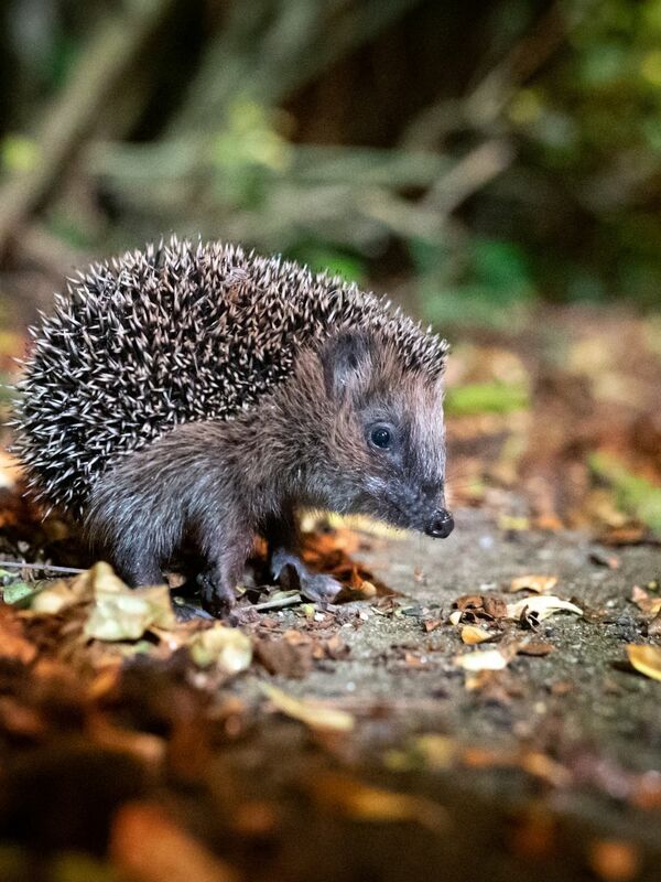 Tausende Stacheln, Einzelgänger und Winterschläfer - der Igel ist zum ...
