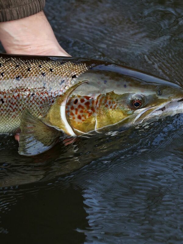 Die Rote Liste umfasst inzwischen fast 160.000 Tier- und Pflanzenarten ...