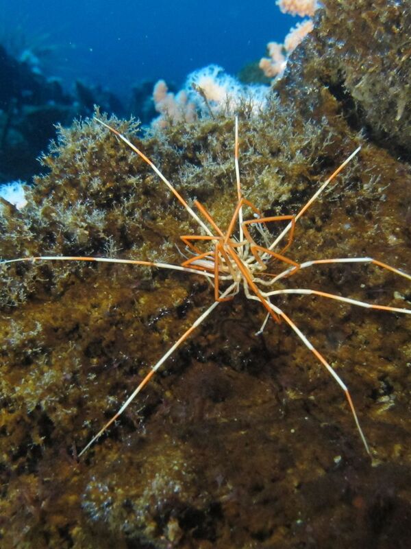 Die riesigen Asselspinnen selbst bekamen Forschende in der Antarktis ...