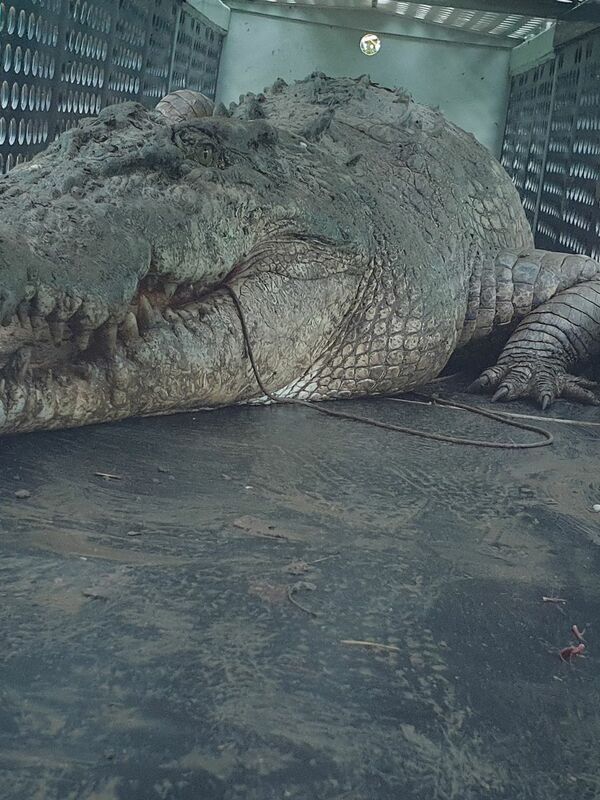 «Croc Country» wird die australische Region Queensland genannt.