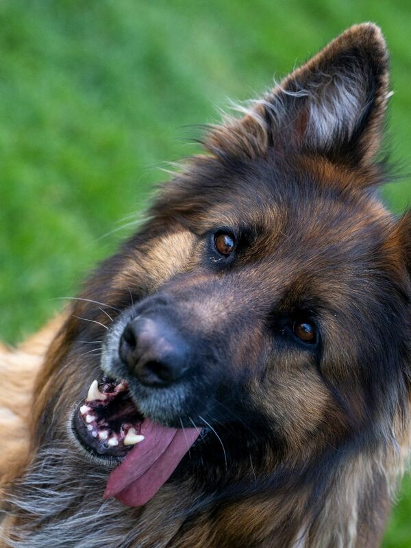 Als TV-Kommissar «Rex» sorgte er für hohe Einschaltquoten, nicht nur ...