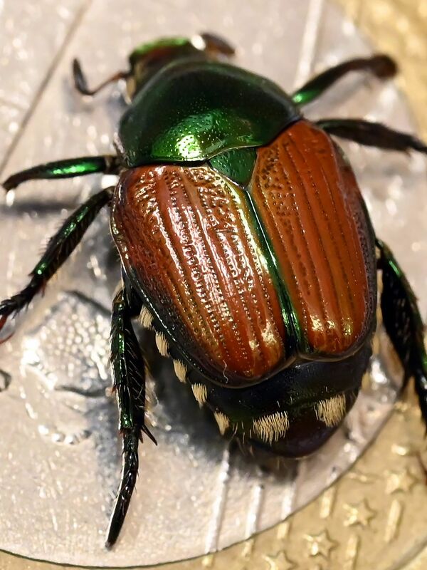 Erst Italien und die Schweiz, nun könnte sich der Japankäfer auch in ...