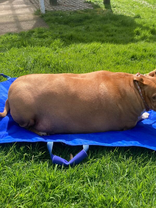 Massenweise Hühnchen und Leckerli: Am Ende brachte Nuggi mehr als 53 ...