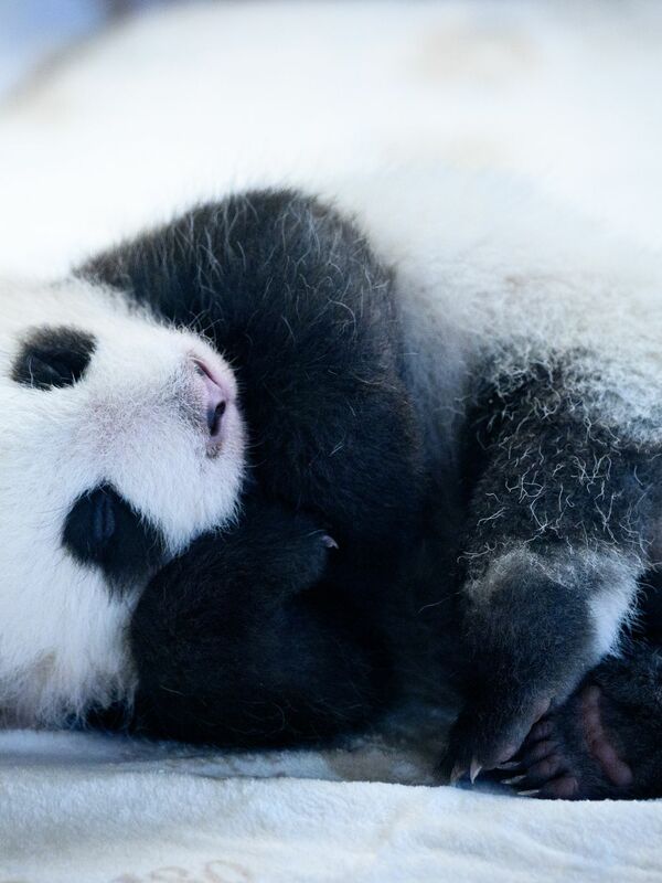 Auf diesen Termin haben Panda-Fans wochenlang gewartet.