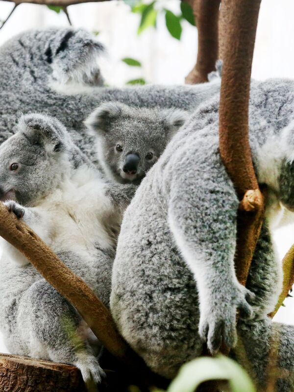 Trauer im Duisburger Zoo: Im Koala-Haus sind drei der seltenen Koalas ...