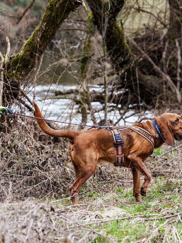 Der kleine Pawlos aus dem mittelhessischen Weilburg bleibt weiter ...