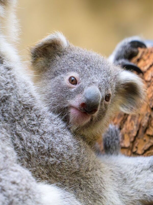 Vor gut neun Monaten wurde in Duisburg ein Koala geboren.