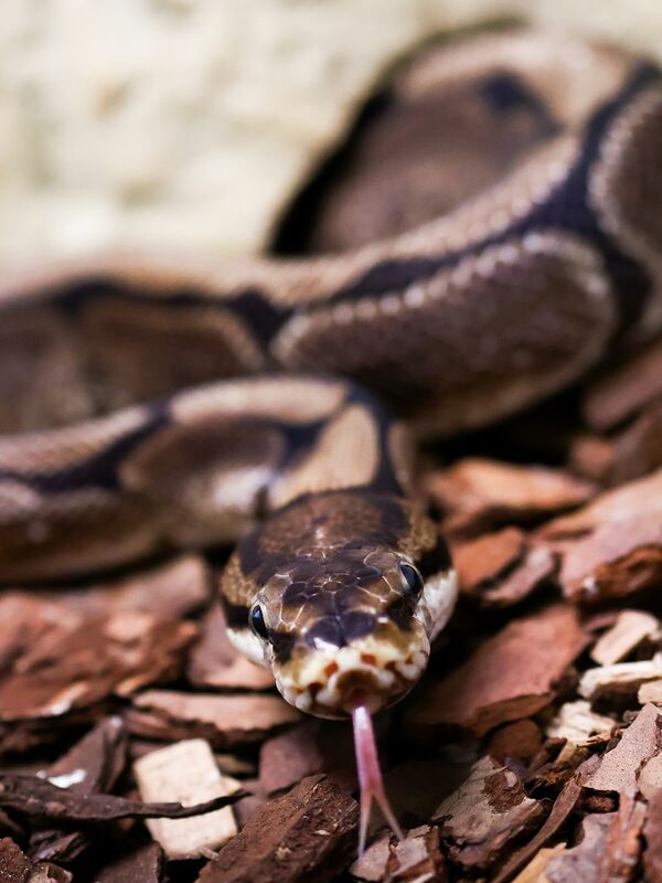 Ein religiöser Führer wollte auf Sulawesi nur Feuerholz sammeln und ...