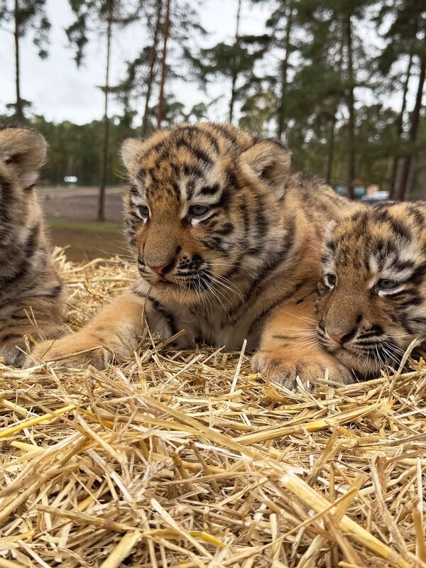 Drei Tigerbabys tapsen durchs Tigerhaus – warum Besucher sich noch ...