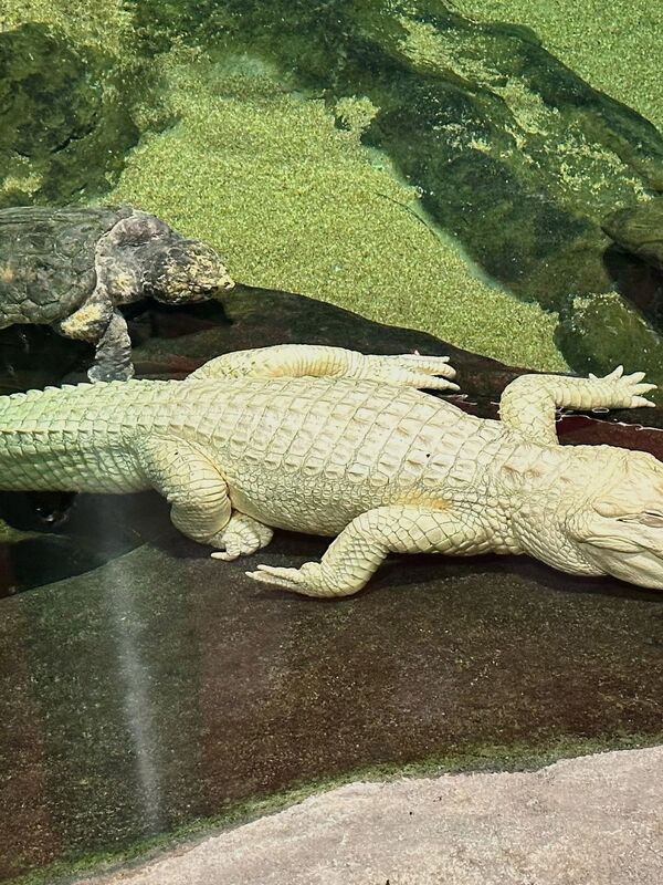 Das schneeweiße Reptil war das inoffizielle Maskottchen des ...